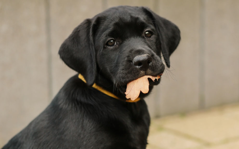 Welpen – Labradors Fellow for Life